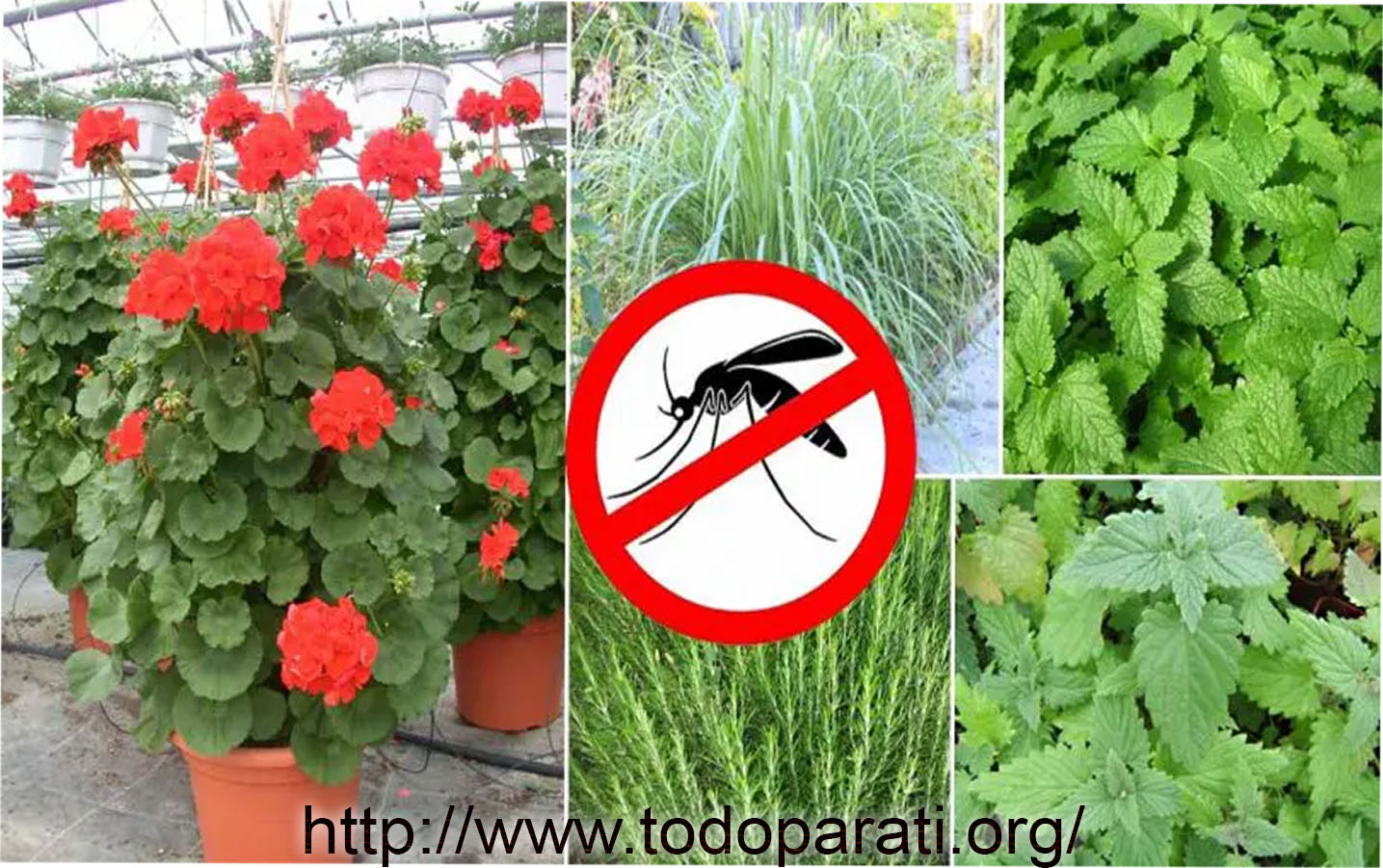 Soluciones naturales para alejar a los insectos de tu hogar: Cultiva ...