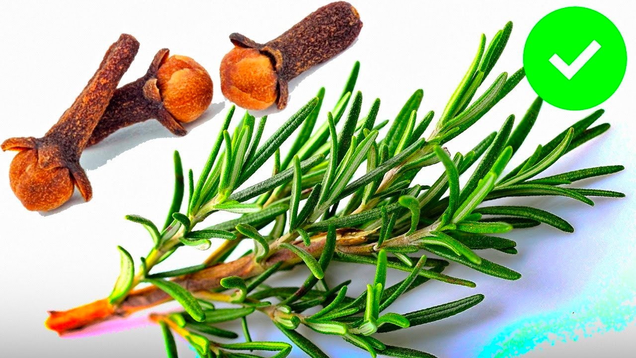 PORQUE DEBES COMENZAR A CONSUMIR CLAVOS DE OLOR DESDE HOY | Todo para ti