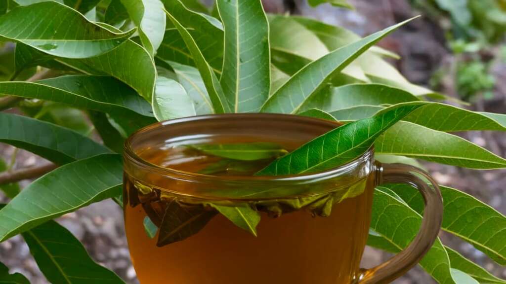 Infusión Poderosa: Hojas De Mango Y Clavo Para El Azúcar, El Hígado Y ...