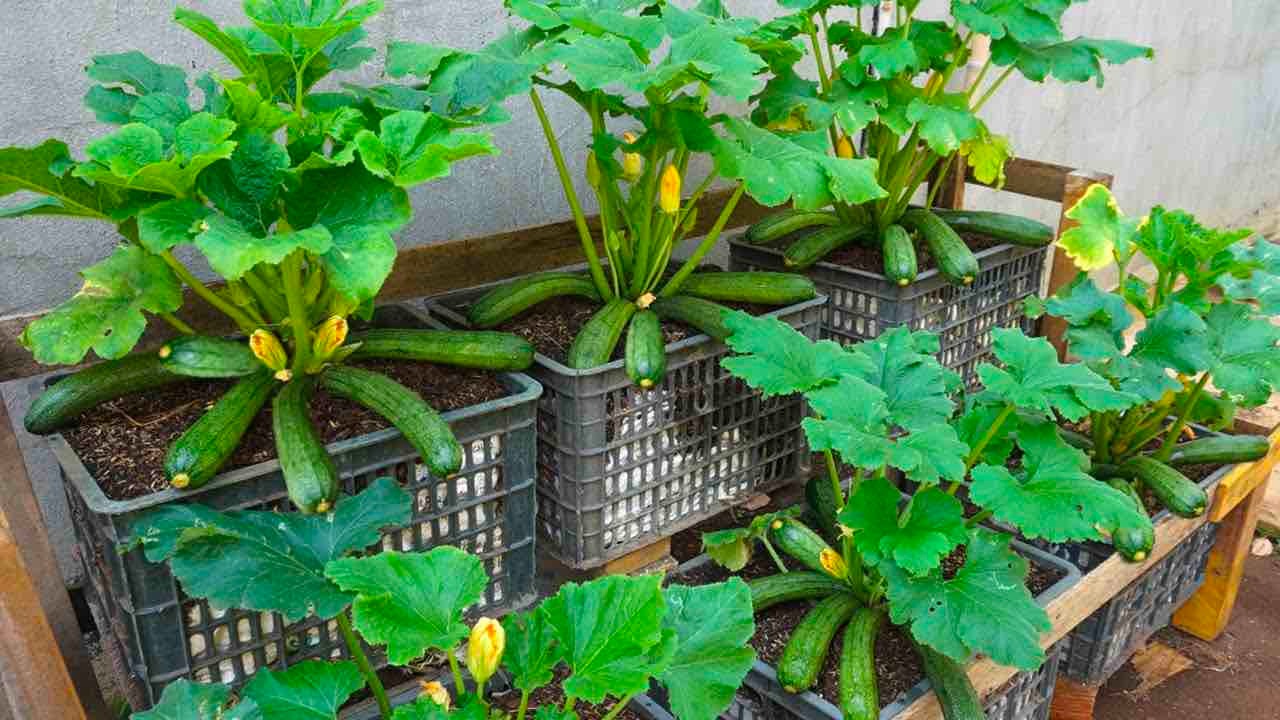 Calabacín, aquí le mostramos cómo cultivarlos en casa para obtener una ...