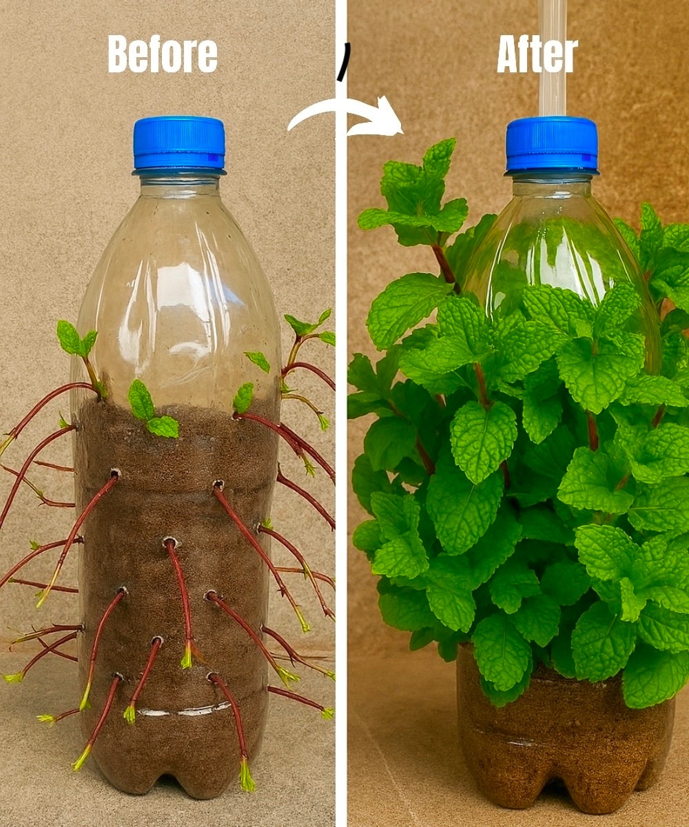 Cultivar menta a partir de esquejes en botellas de plástico colgantes ...
