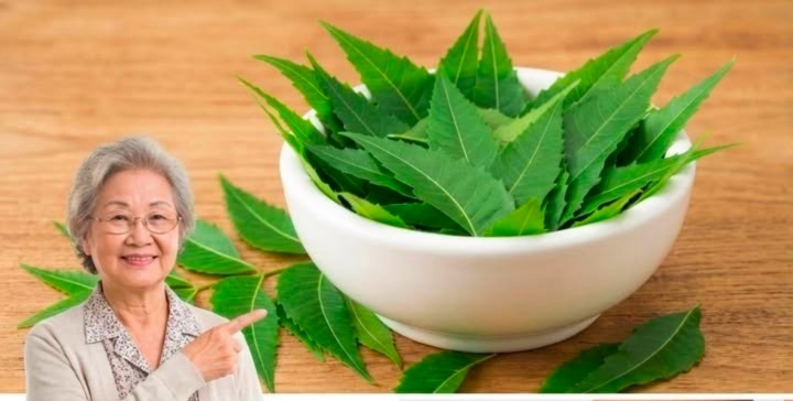 Hojas de Neem: La Hoja Amarga que Puede Apoyar tu Salud de Manera ...